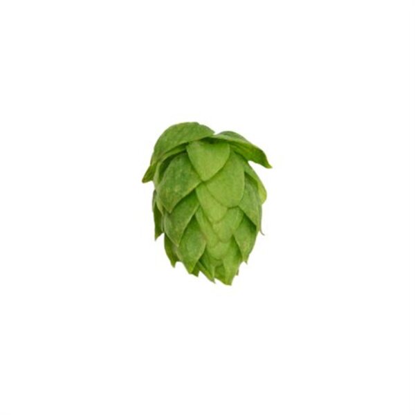 Yakima Chief Hops Czech Saaz US Pellet – Crafted Fermentations